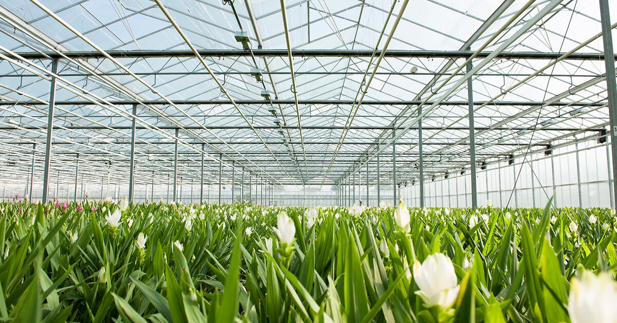 Pot plants benefit from diffuse glass : ReduSystems