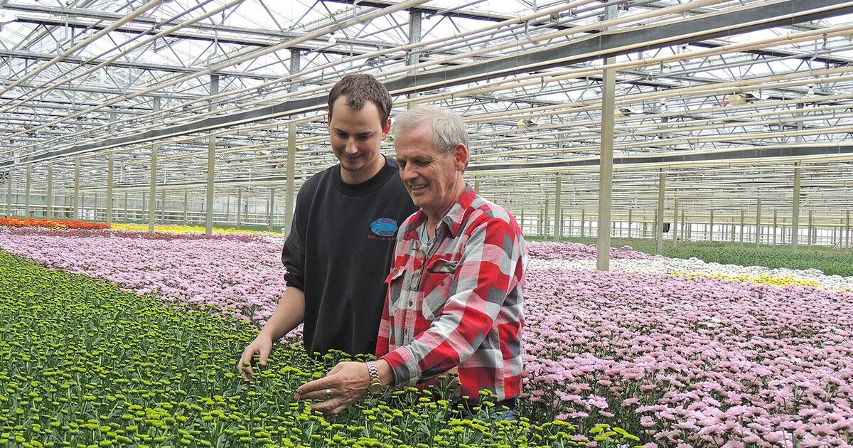 ReduHeat and chrysanthemums : ReduSystems