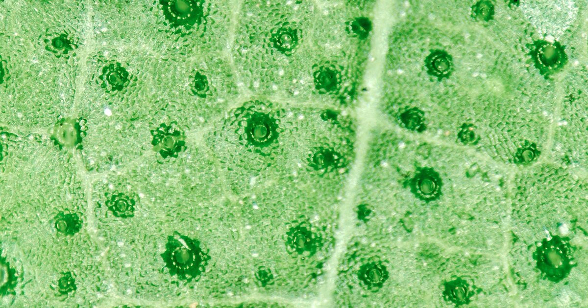 Stomata In Plants