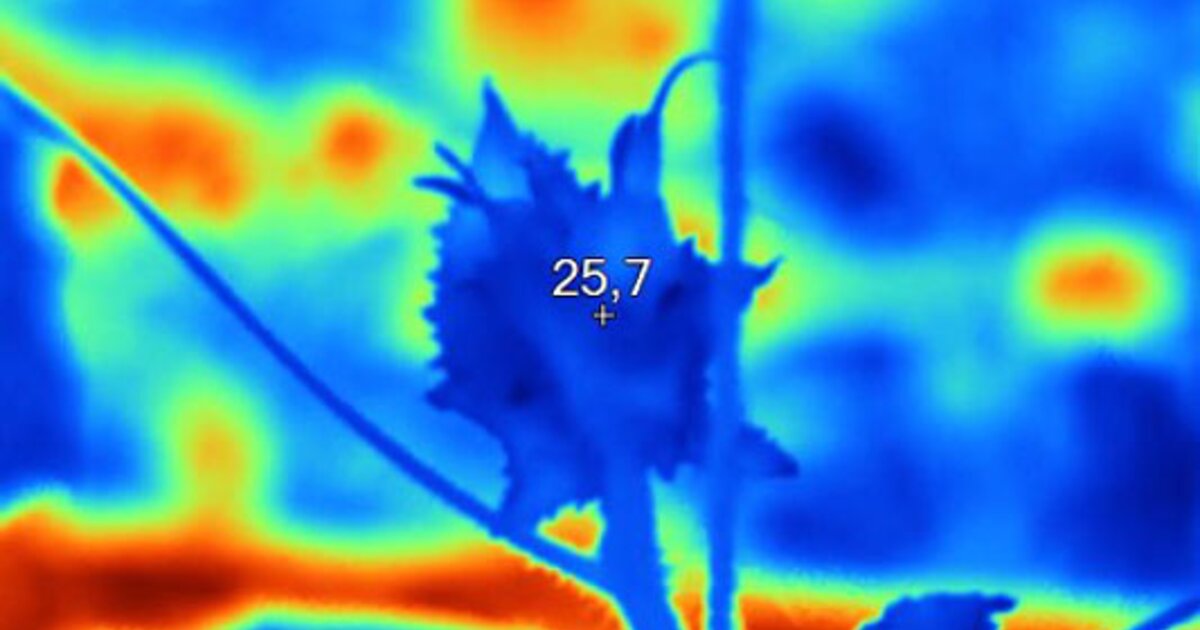 Climate control based on plant temperature is getting closer : ReduSystems