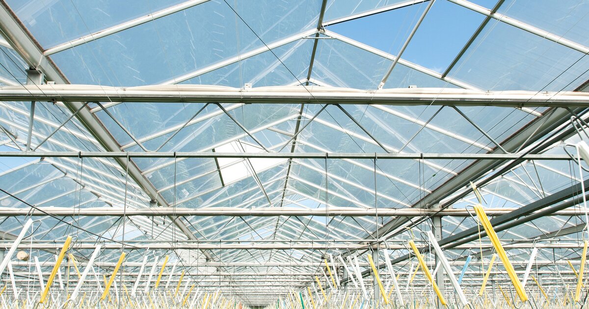 Diffused light virtually always better : ReduSystems