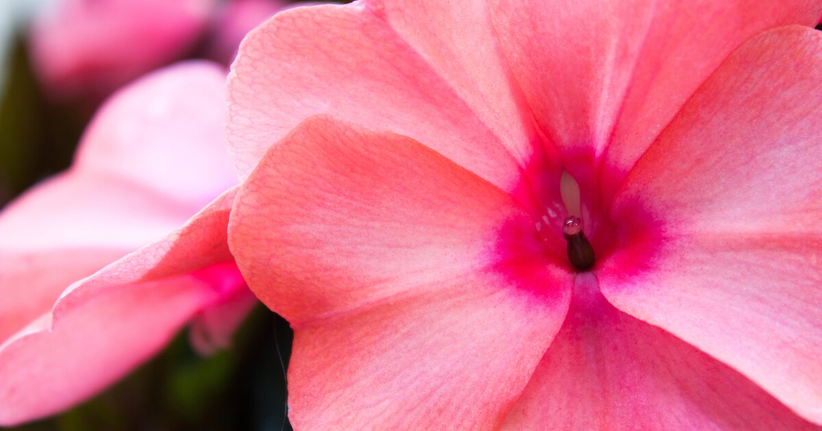 Compact plants by playing with climate and light : ReduSystems