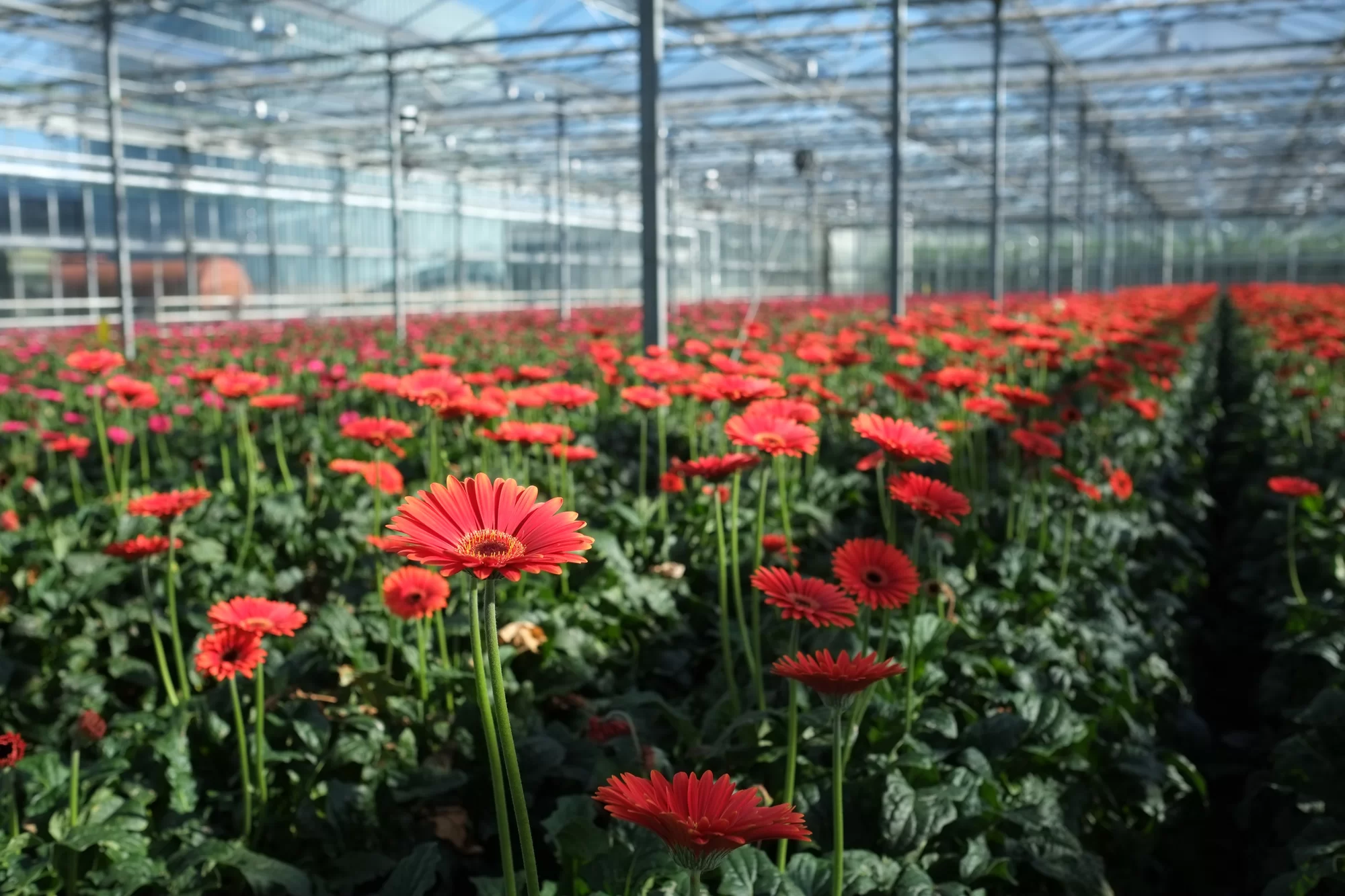 Plants prefer uniform climate : ReduSystems