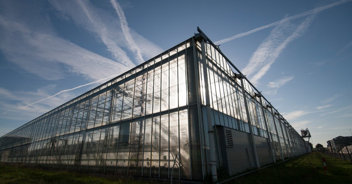 Daily light integral should be guide for optimal vegetable production ...