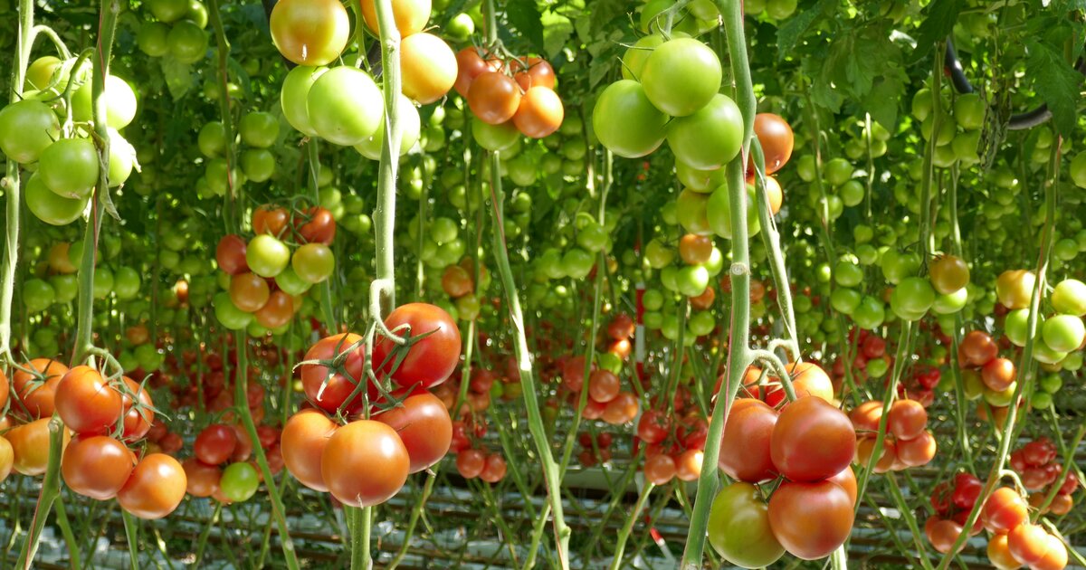 Crop uses autumn light less efficiently : ReduSystems